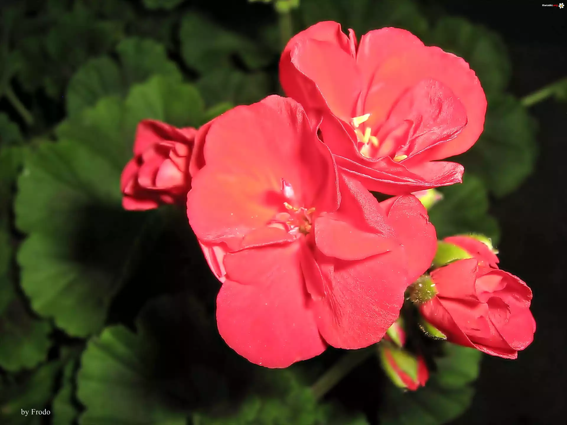 Kwiaty, Czerwone, Pelargonie - Zdjęcia Kwiaty, Czerwone, Pelargonie - Zdjęcia